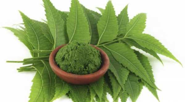 တမာရြက္ရဲ့ အက်ိဳးေက်းဇူးမ်ား – MyHealth Myanmar